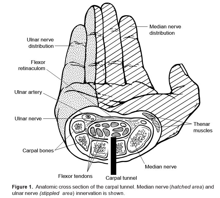 AAOS Guidelines on Carpal Tunnel Diagnosis | RheumNow