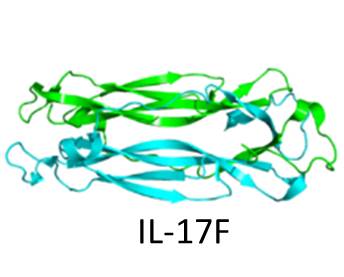 Might IL-17 Inhibition Be Effective in RA? | RheumNow
