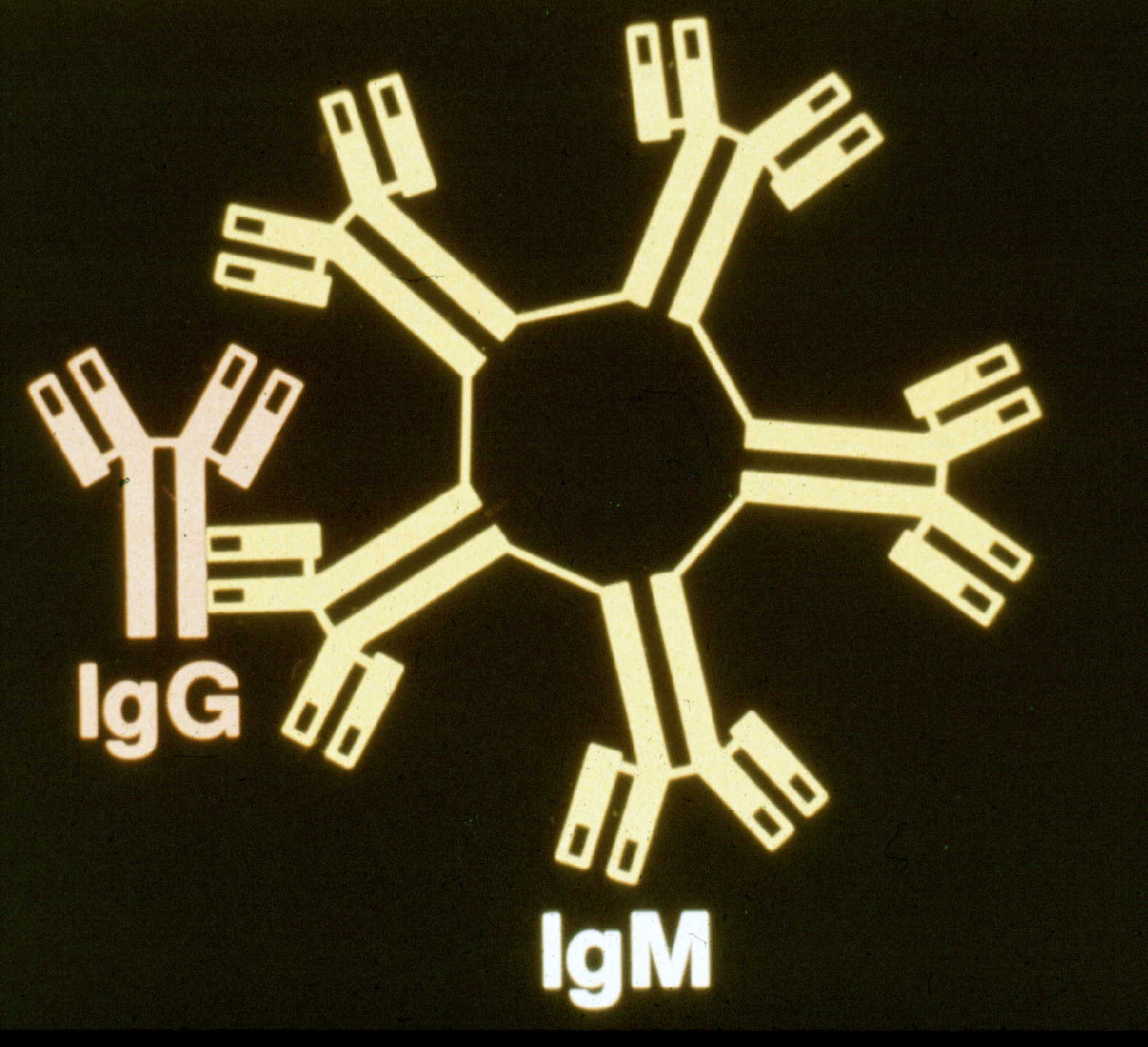 Does Rheumatoid Factor Influence Anti-TNF Responses in RA? | RheumNow