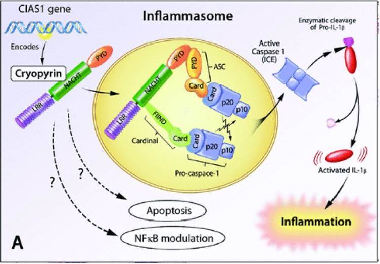 Epigenetic Changes to Inflammasome Found in Autoinflammatory Syndromes ...