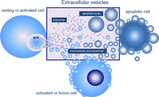 Microvesicles May Ameliorate Arthritis Damage | RheumNow