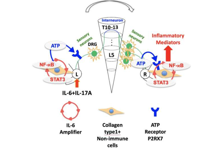 Inflammatory Arthritis Spread by ATP and Neural Crosstalk | RheumNow