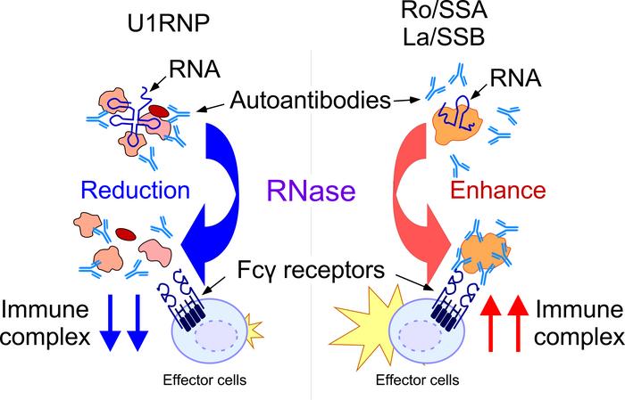 RNase Treatment of Autoimmune Disorders | RheumNow