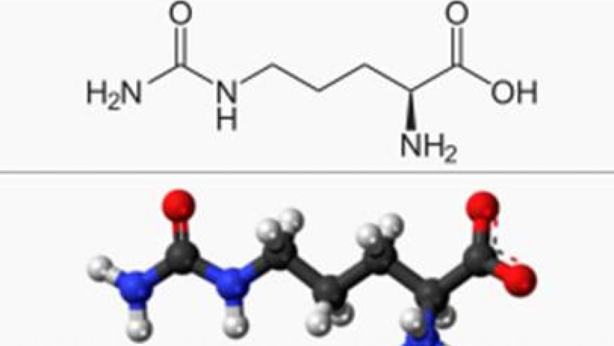 The History of Citrullination | RheumNow